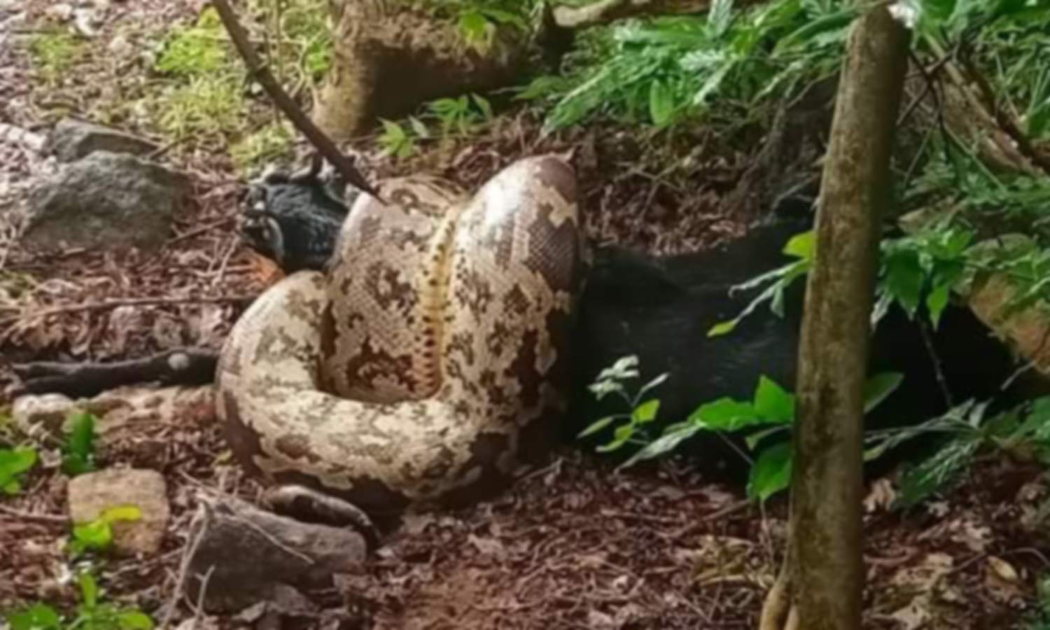 ஆம்பூர் அருகே ஆட்டை விழுங்கிய மலைப்பாம்பு | A python devoured a goat ...