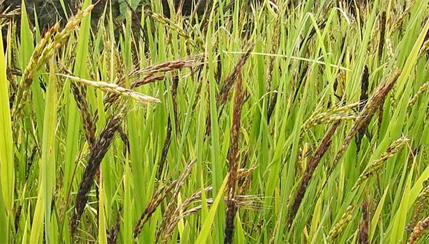 கொடைக்கானலில் அழிவின் விளிம்பில் உள்ள மலைநெல் விவசாயத்தை செய்யும் ...