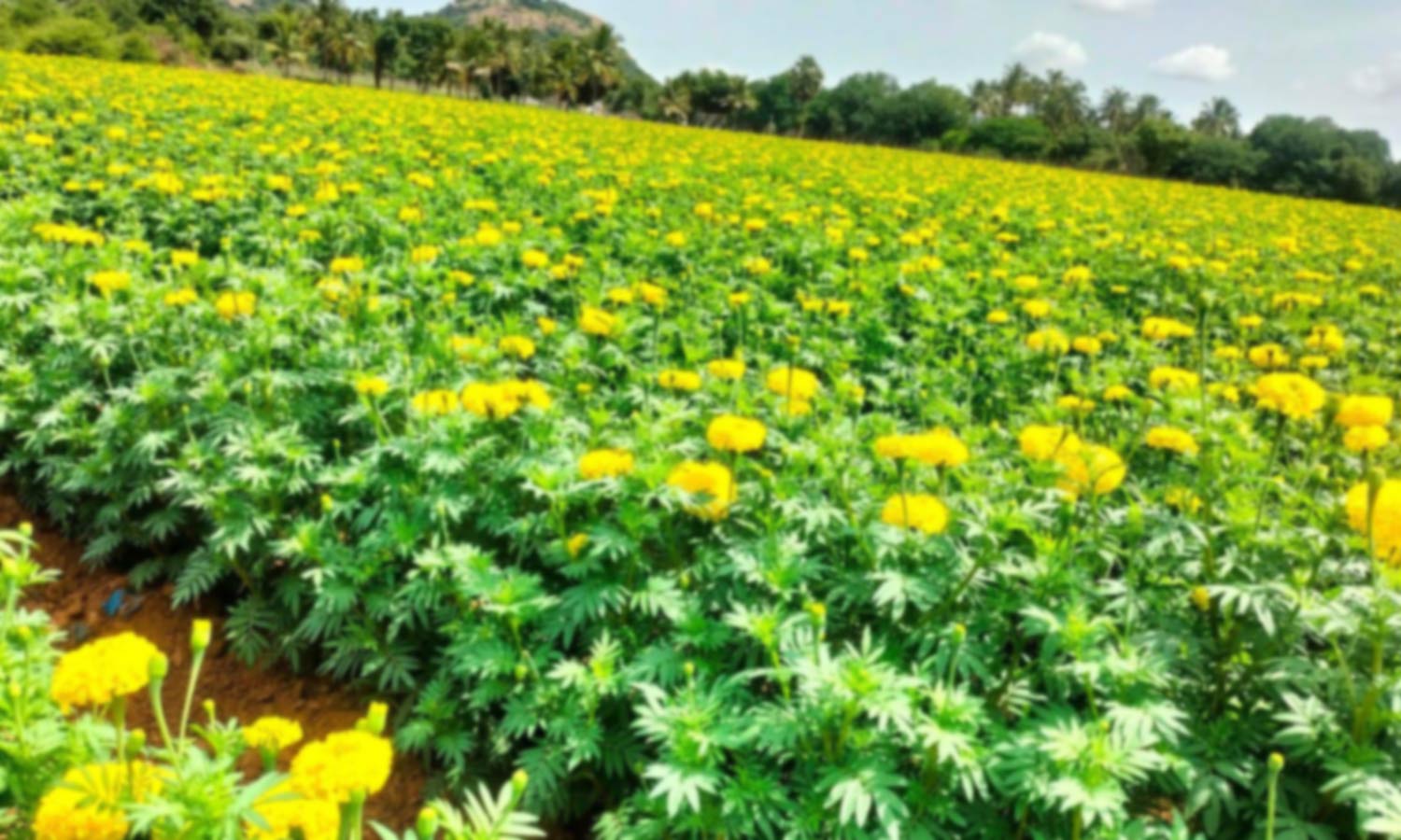 தோவாளை சந்தையில் ஓணம் பண்டிகைக்காக 150 டன் பூக்கள் | thovalai flower ...