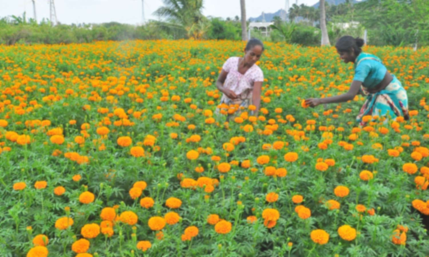 தோவாளை சந்தையில் ஓணம் பண்டிகைக்காக 150 டன் பூக்கள் | thovalai flower ...