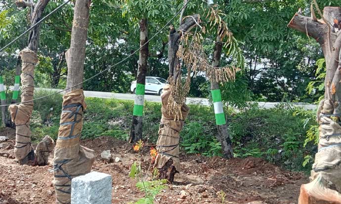 பழைய மகாபலிபுரம் சாலையில் 93 மரங்கள் வேரோடு பிடுங்கி வேறு இடத்தில் ...