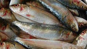 ஓணம் பண்டிகையையொட்டி கோவையில் மீன்கள் விலை வீழ்ச்சி | On the occasion ...