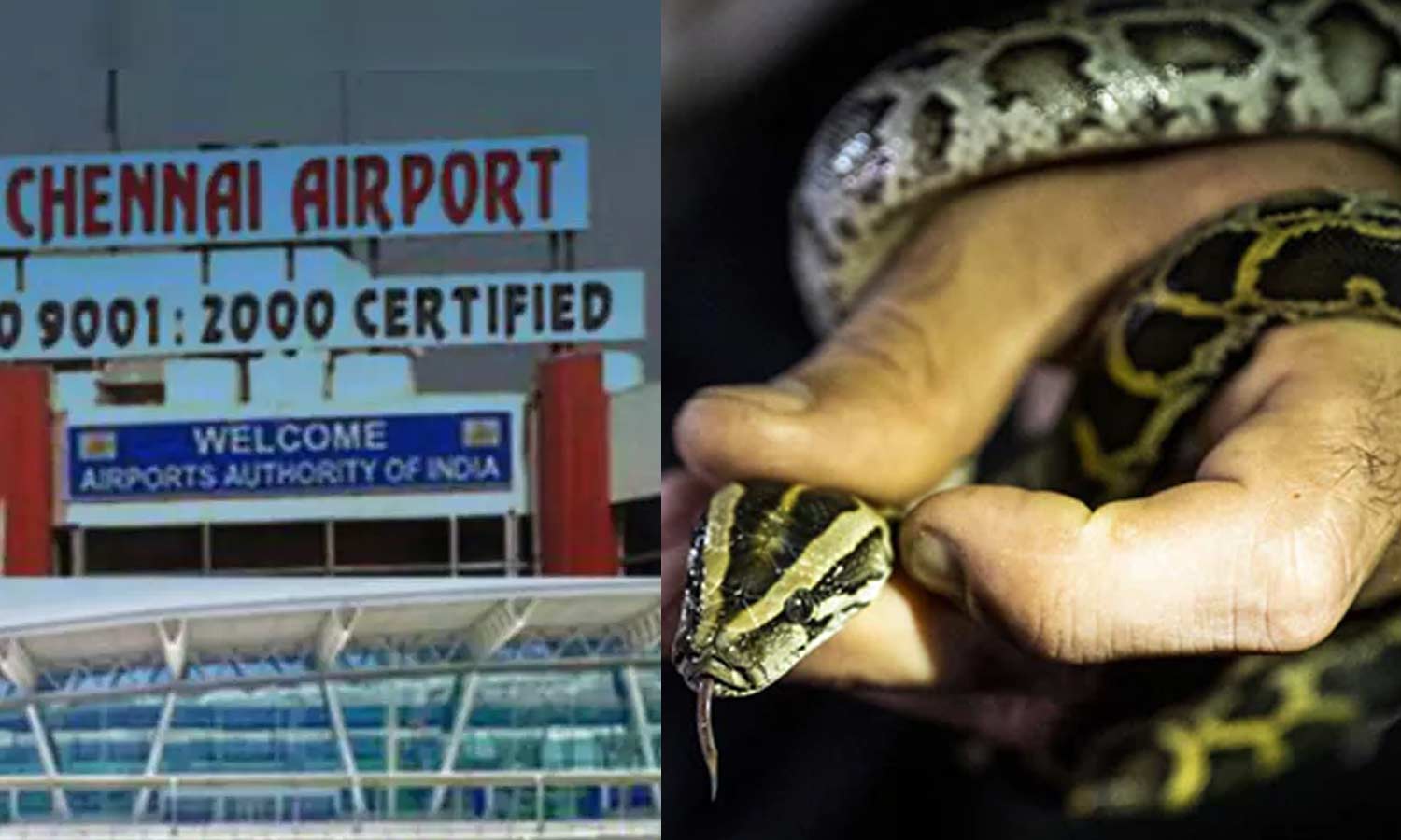 சென்னை விமான நிலையத்தில் 5 மலைப்பாம்புகள் பறிமுதல் | 5 Pythons Seized ...
