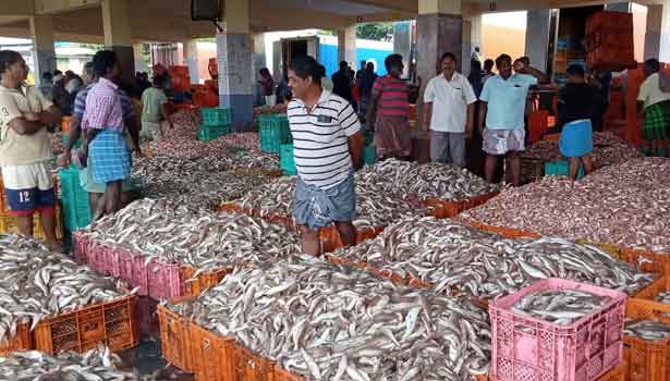 குளச்சல் விசைப்படகில் கிடைத்த கிளி, நாக்கண்டம் மீன்கள் | Tamil News ...