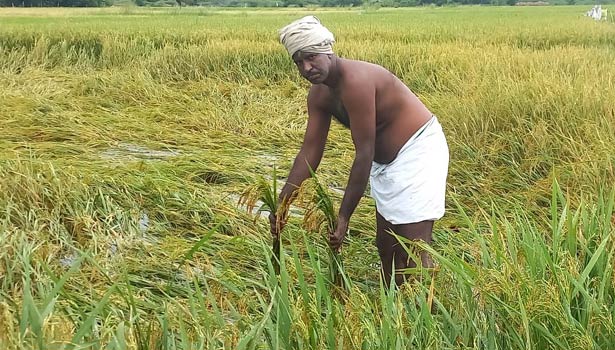 காஞ்சிபுரம் மாவட்டத்தில் அறுவடைக்கு தயாராக இருந்த 600 ஏக்கர் நெற்பயிர் ...