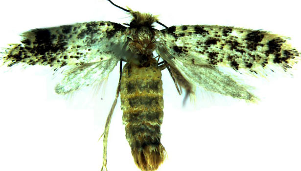 கேரளாவில் புதிய வகை அந்து பூச்சி கண்டுபிடிப்பு | Tamil News New species ...