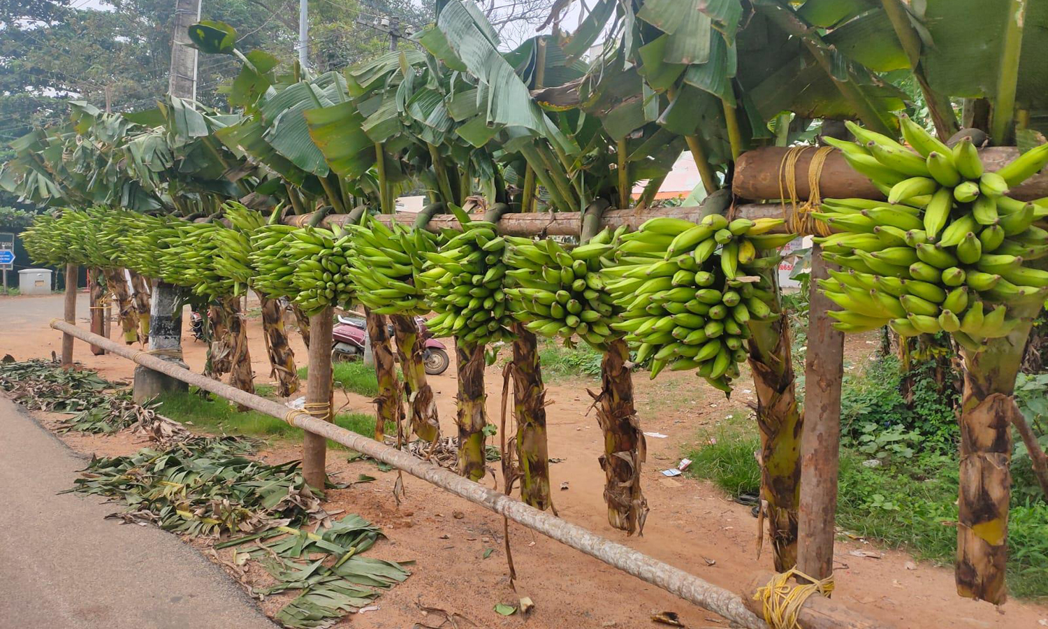 தக்கலையில் நாளை நடக்கிறது - குமாரகோவில் முருகன் கோவிலுக்கு காவடி ...