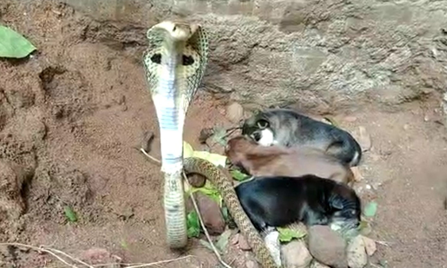 கடலூர் அருகே நாய்க்குட்டிகளை பாதுகாத்த நல்ல பாம்பு | snake protected ...