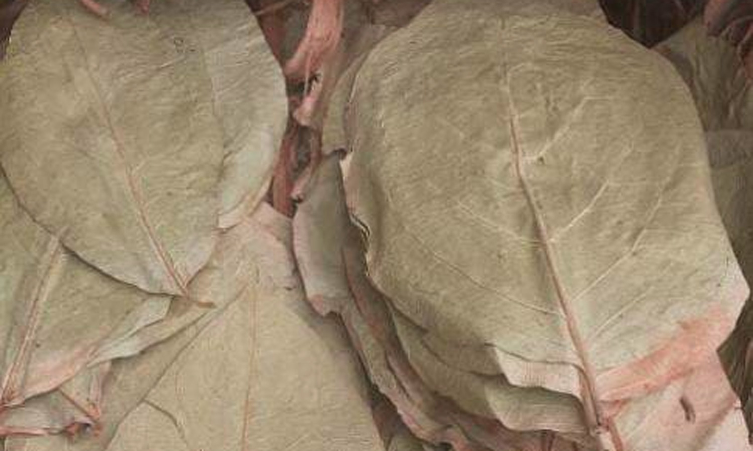 படகில் இலங்கைக்கு கடத்த முயன்ற ரூ.30 லட்சம் மதிப்பிலான பீடி இலை ...