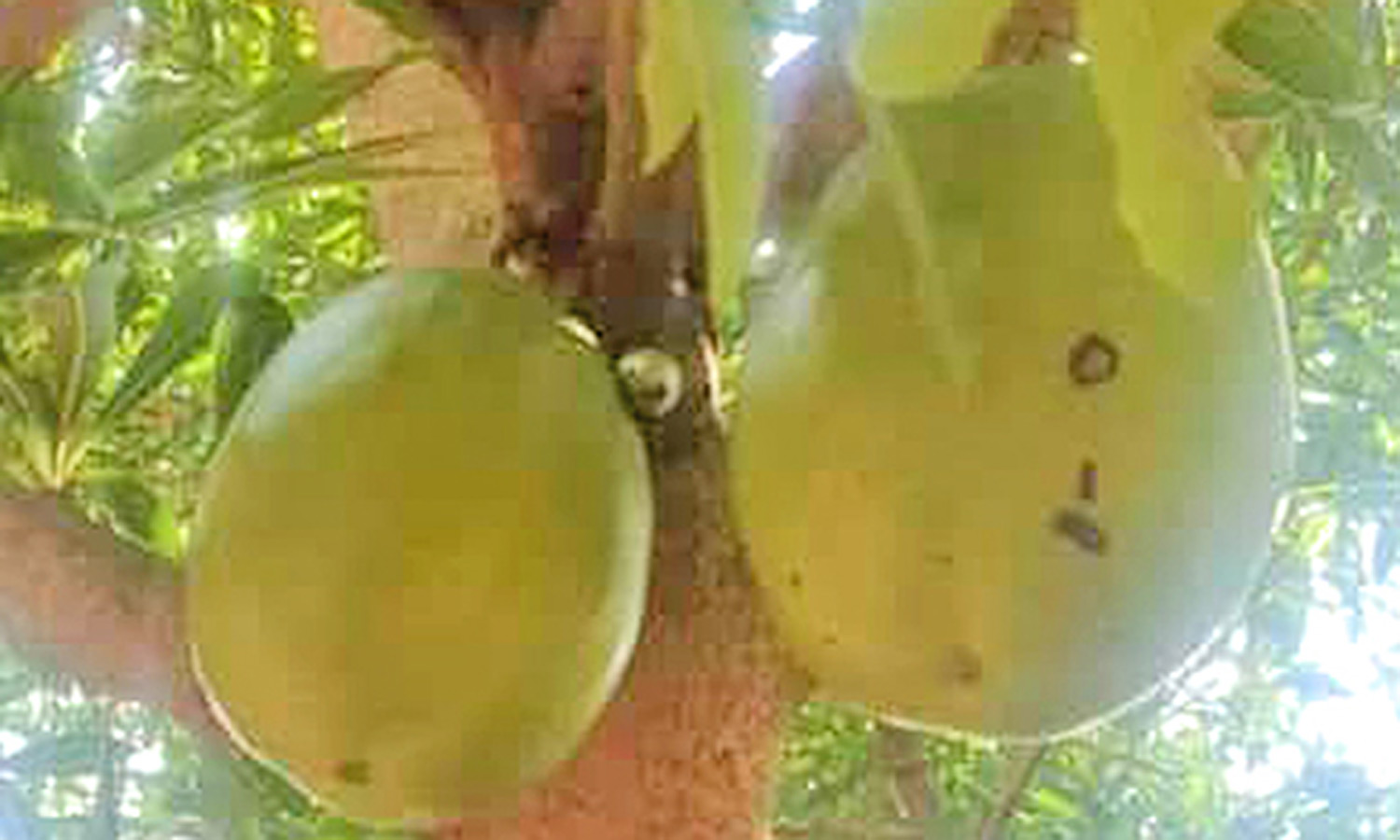 உவரி சுயம்புலிங்க சுவாமி கோவிலில் காய்த்து குலுங்கும் திருவோடு மரம் ...