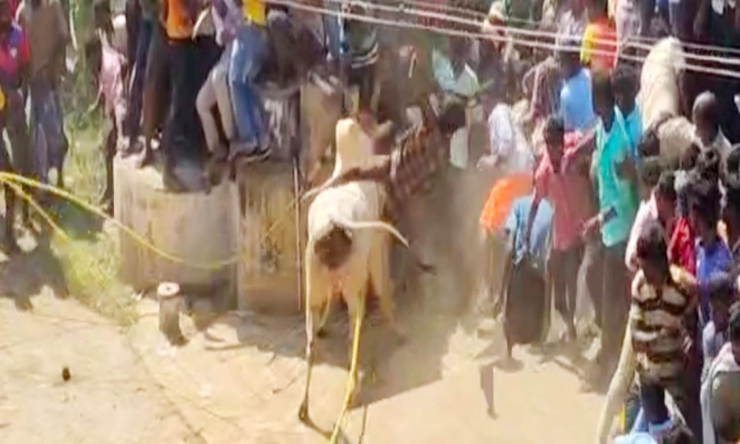 கண்ணமங்கலம் கொளத்தூரில் மாடு விடும் திருவிழா | Tiruvannamalai News ...