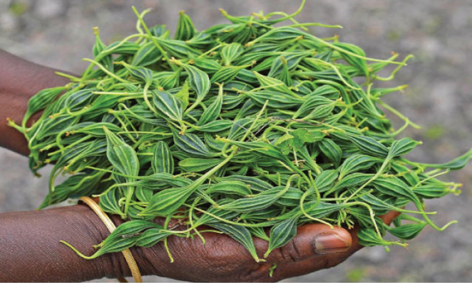 நீரிழிவு நோயை கட்டுப்படுத்தும் அதலைக்காய் | Diabetes athalakkai benefits