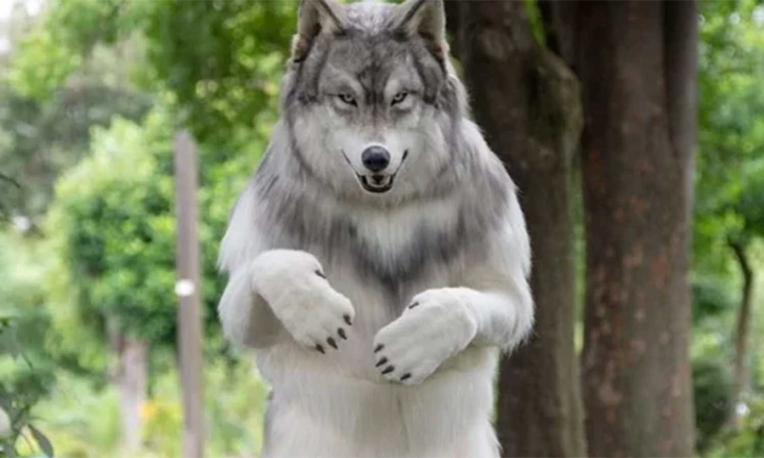 ரூ.18 லட்சம் செலவு செய்து "ஓநாய்" போல உருமாறிய ஜப்பான் வாலிபர்: கனவு ...