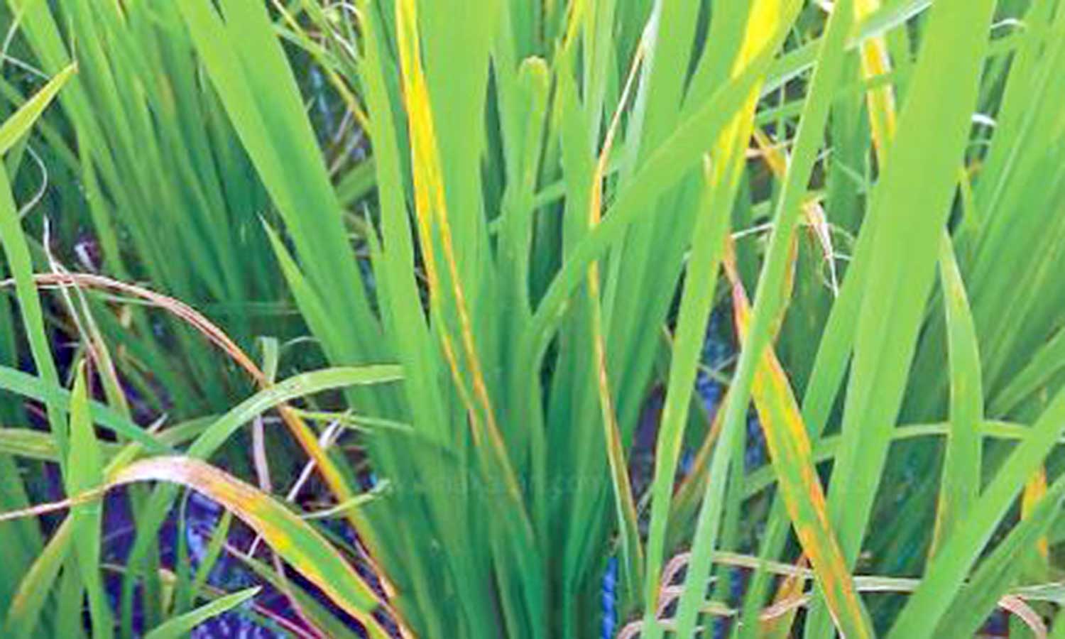 சம்பா சாகுபடியில் இலைக்கருகல் நோயை கட்டுப்படுத்துவது எப்படி? | How to ...