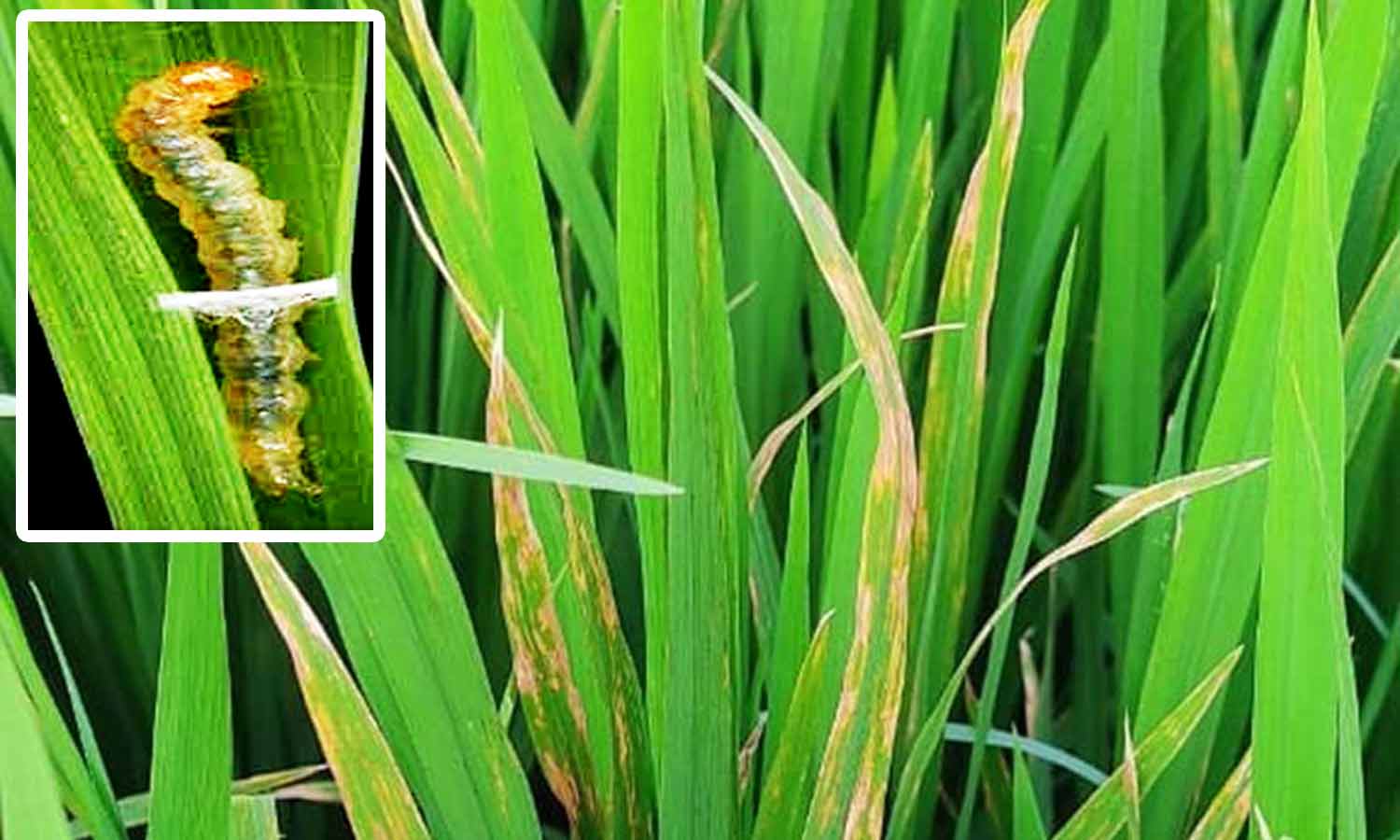 சம்பா நெற்பயிரில் இலை சுருட்டு புழு தாக்குதலை கட்டுப்படுத்துவது எப்படி ...