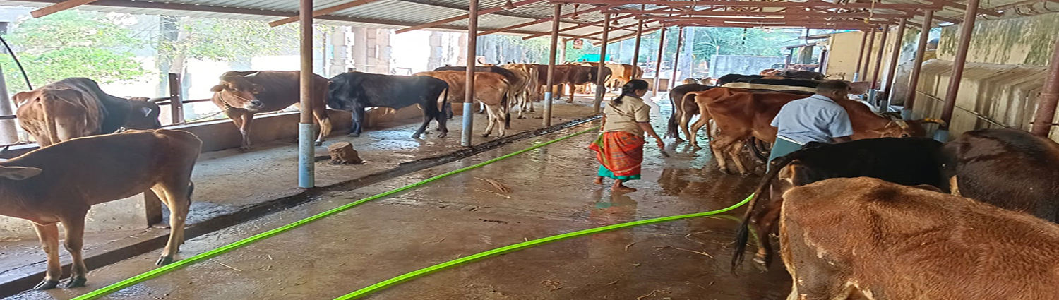 இன்று மாட்டு பொங்கல் மாடுகளை குளிப்பாட்டி மஞ்சள் பூசி வணங்கிய மக்கள் ...