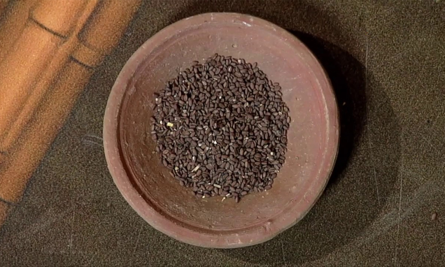 உடலில் உள்ள கொழுப்பை குறைக்கும் நத்தை சூரி விதை | tamil news Nathai ...