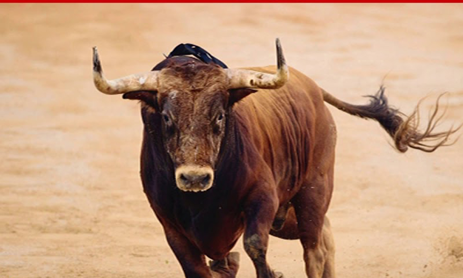 எருது விடும் விழா தடுத்து நிறுத்தம் | Stopping the bull slaughtering ...