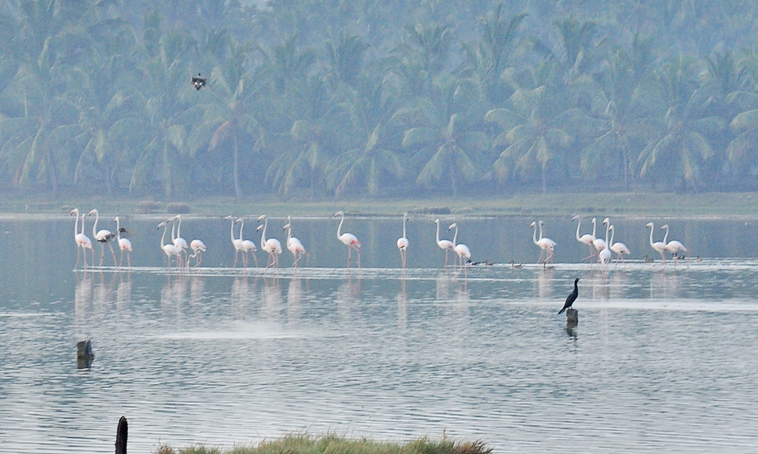 குமரி மாவட்டத்தில் கடந்த ஆண்டைவிட இந்த ஆண்டு கூடுதல் வகையான பறவைகள் ...
