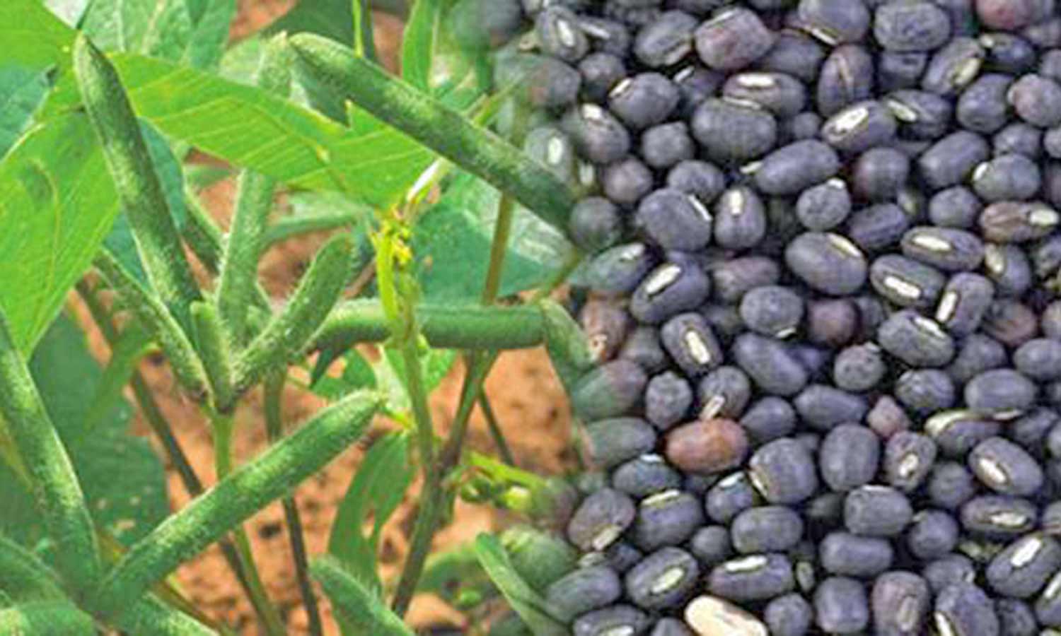 நெல் அறுவடைக்கு பின் பயறு சாகுபடி செய்து விவசாயிகள் பயன்பெறலாம் ...