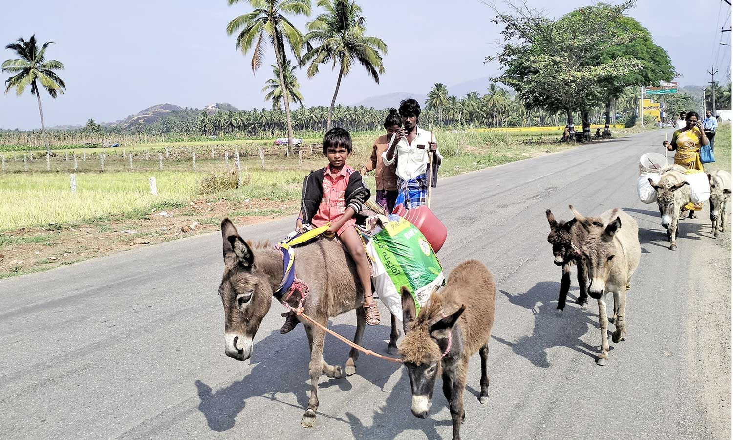 குமரி மாவட்டத்தில் கழுதை பாலுக்கு கடும் கிராக்கி: ஒரு சங்கு ரூ.100-க்கு ...