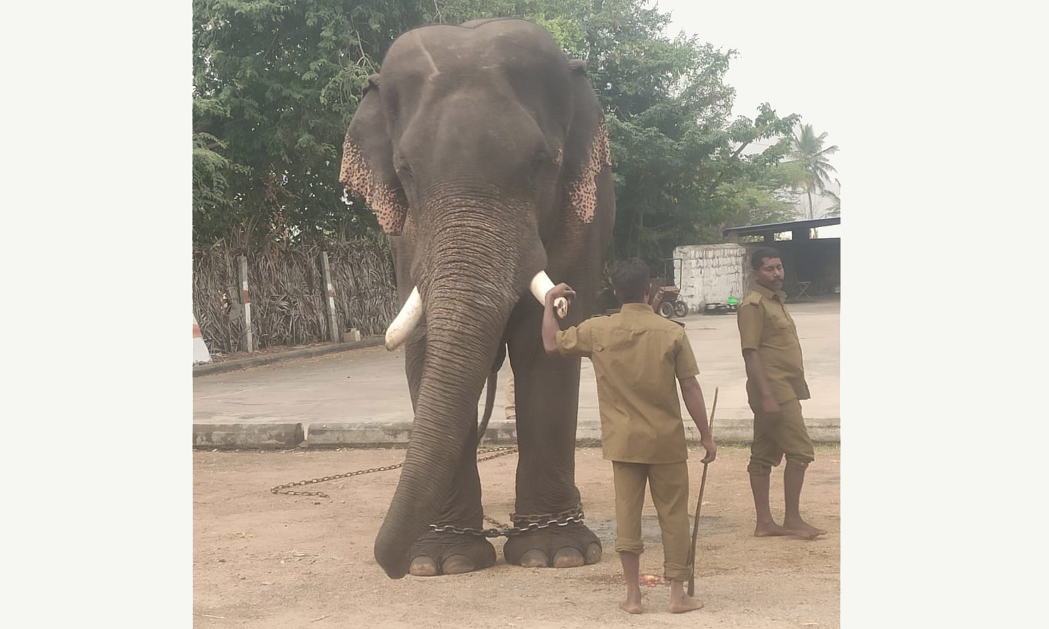 பாப்பாரப்பட்டி பகுதியில் சுற்றி திரியும் யானைகளை பிடிக்க கும்கி யானை ...