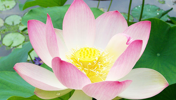 மகா சிவராத்திரியையொட்டி பூ மார்க்கெட்டில் வரலாற்றில் முதல் முறையாக ஒரு ...