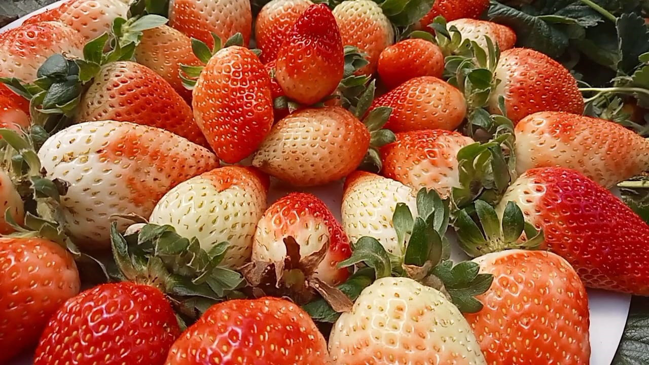 கோத்தகிரியில் ஸ்ட்ராபெரி பழங்கள் சாகுபடி அதிகரிப்பு | Increase in ...