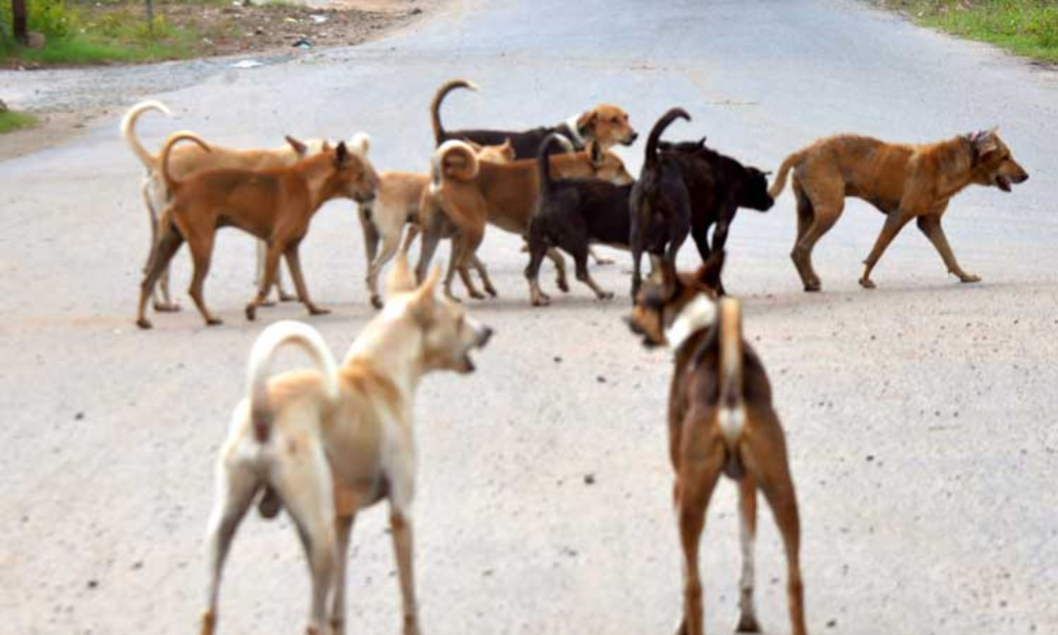 கோவை குறிச்சி அருகே குழந்தைகளை துரத்தும் தெரு நாய்கள் கூட்டம் | Pack of ...