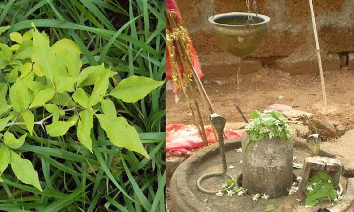 வில்வத்தின் மகிமையை சொல்லும் சிவபுராணம் | bilva leaf