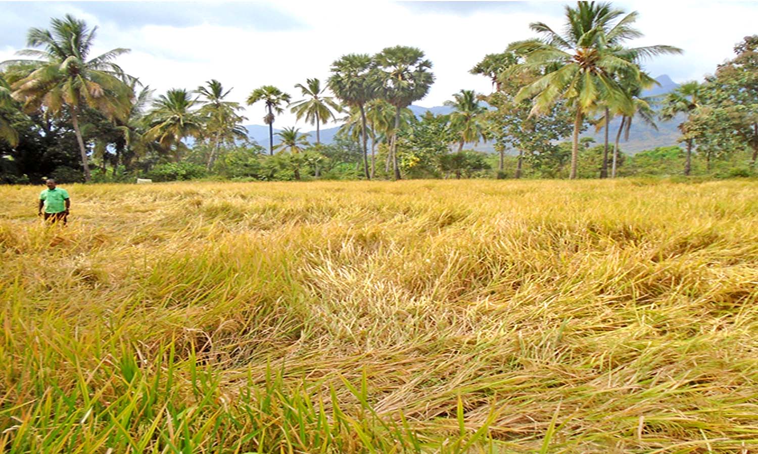 அறுவடைக்கு தயாராக இருந்த நெற்பயிர்களை நாசம் செய்த காட்டுப்பன்றிகள் ...