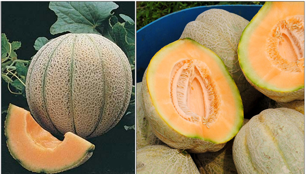 ஆந்திராவில் இருந்து சேலத்திற்கு முலாம் பழம் வரத்து அதிகரிப்பு ...