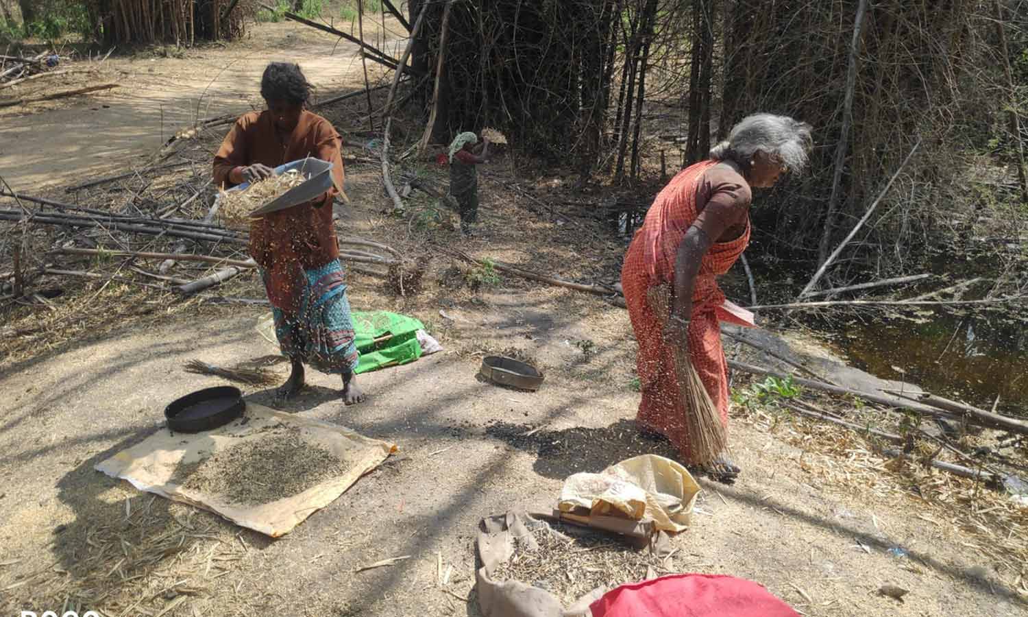 ஆசனூர் அடர்ந்த வனப்பகுதியில் மருத்துவ குணம் நிறைந்த மூங்கில் அரிசி ...