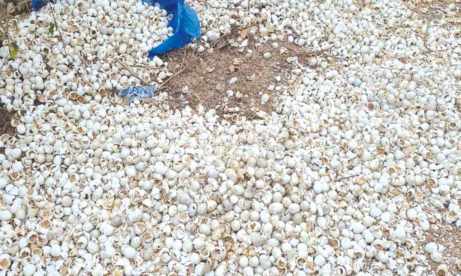 கிராமப் பகுதியில் ஆயிரக்கணக்கான அழுகிய வாத்து முட்டைகள் வீச்சு ...