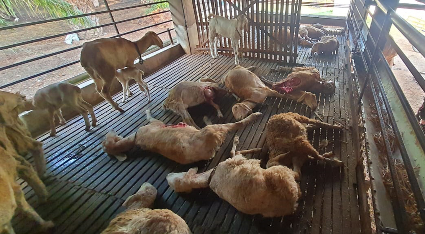 மர்ம விலங்கு கடித்து குதறியதில் 11 ஆடுகள் பலி | 11 goats died after ...