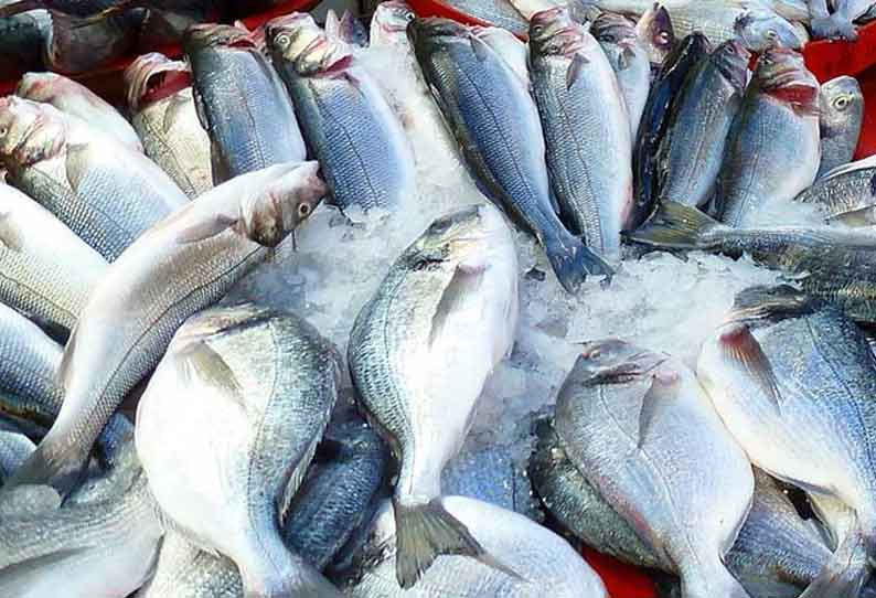 ஊட்டியில் 50 கிலோ கெட்டுப்போன மீன்கள் பறிமுதல் | 50 kg of spoiled fish ...