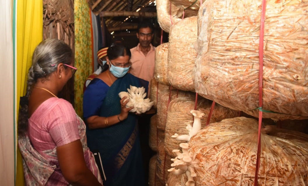 வளர்ச்சித்திட்ட பணிகளை கலெக்டர் ஆய்வு | Perambalur News : Collector ...