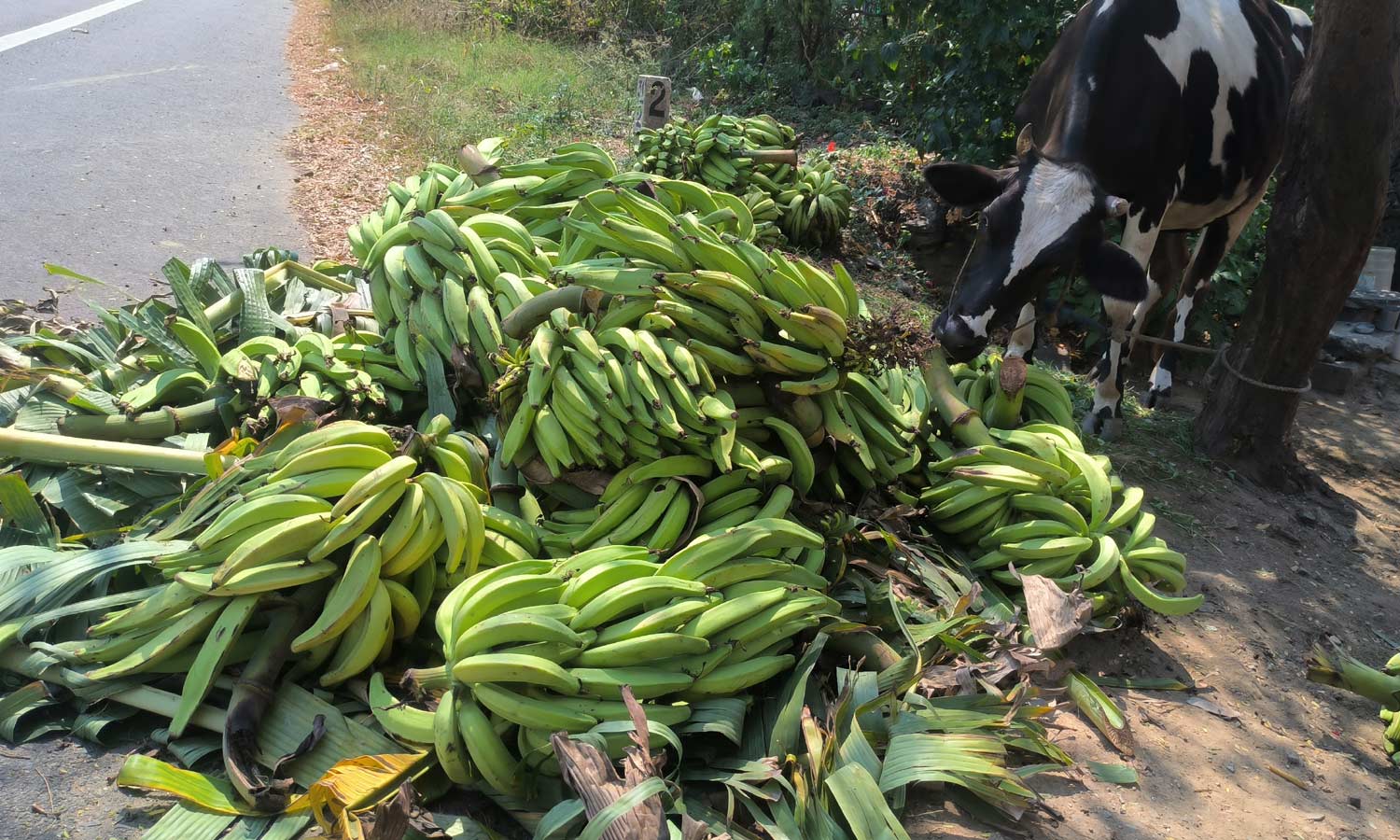 நேந்திரன் வாழைத்தார் விலை போகாததால் கால்நடைகளுக்கு உணவாகும் அவலம் ...