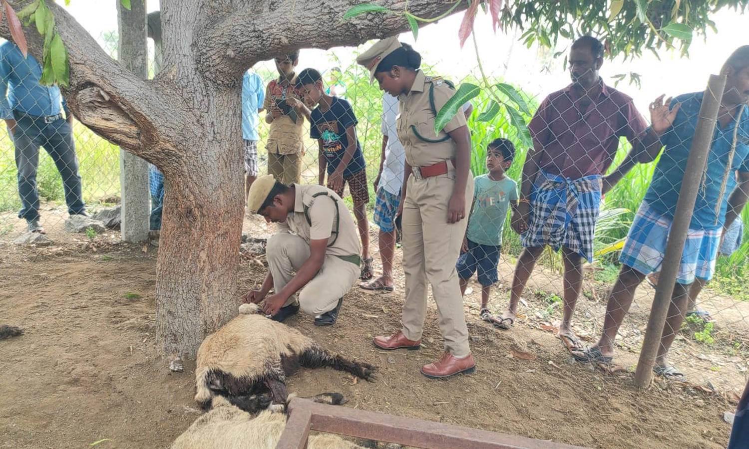 சின்னசேலம் அருகே மர்ம விலங்கு கடித்ததில் 13 ஆடுகள் உயிரிழப்பு | 13 ...