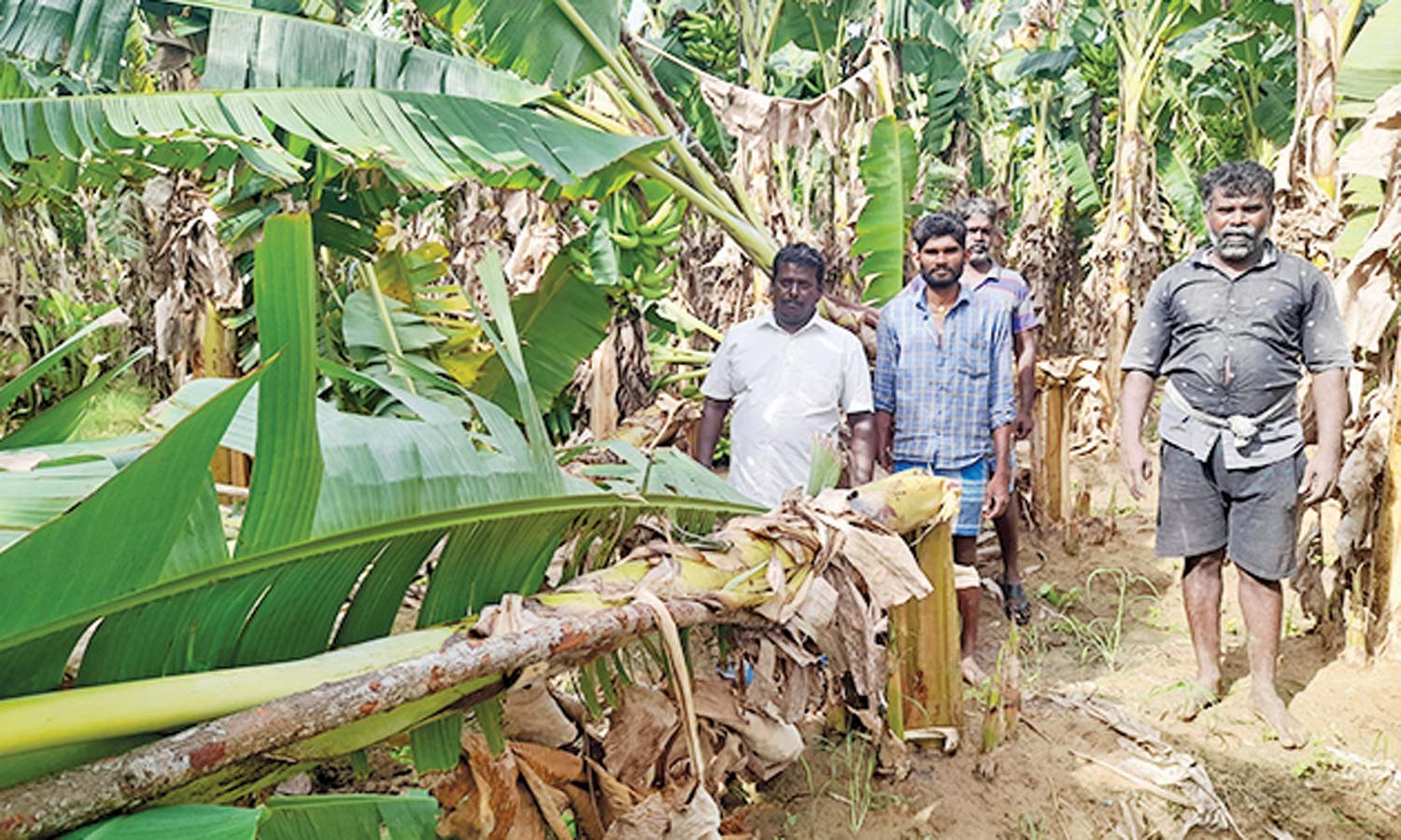 களக்காடு அருகே கரடி அட்டகாசம்- விவசாயிகள் பீதி | Bear movement near ...