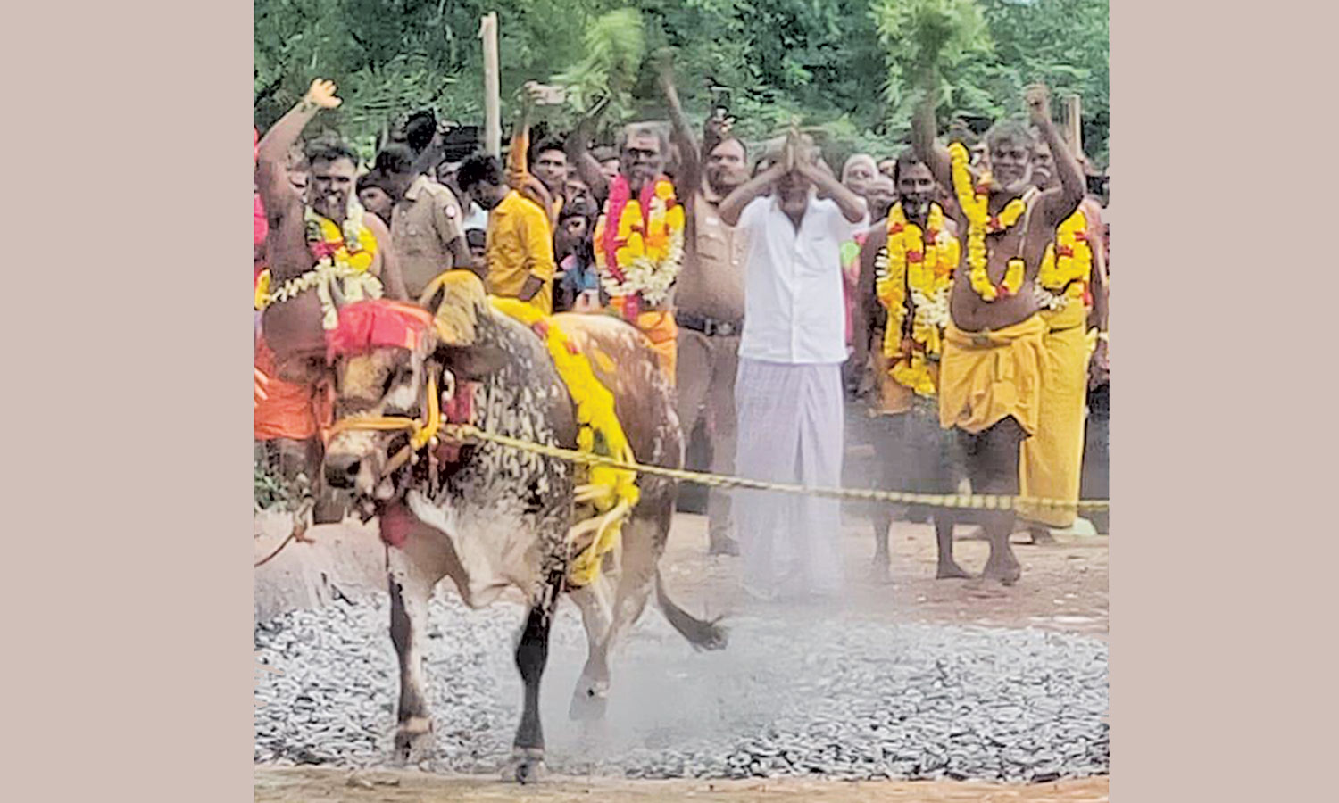 வாசுதேவநல்லூர் அருகே கோவில் திருவிழாவில் பூக்குழி இறங்கிய காளை மாடு ...