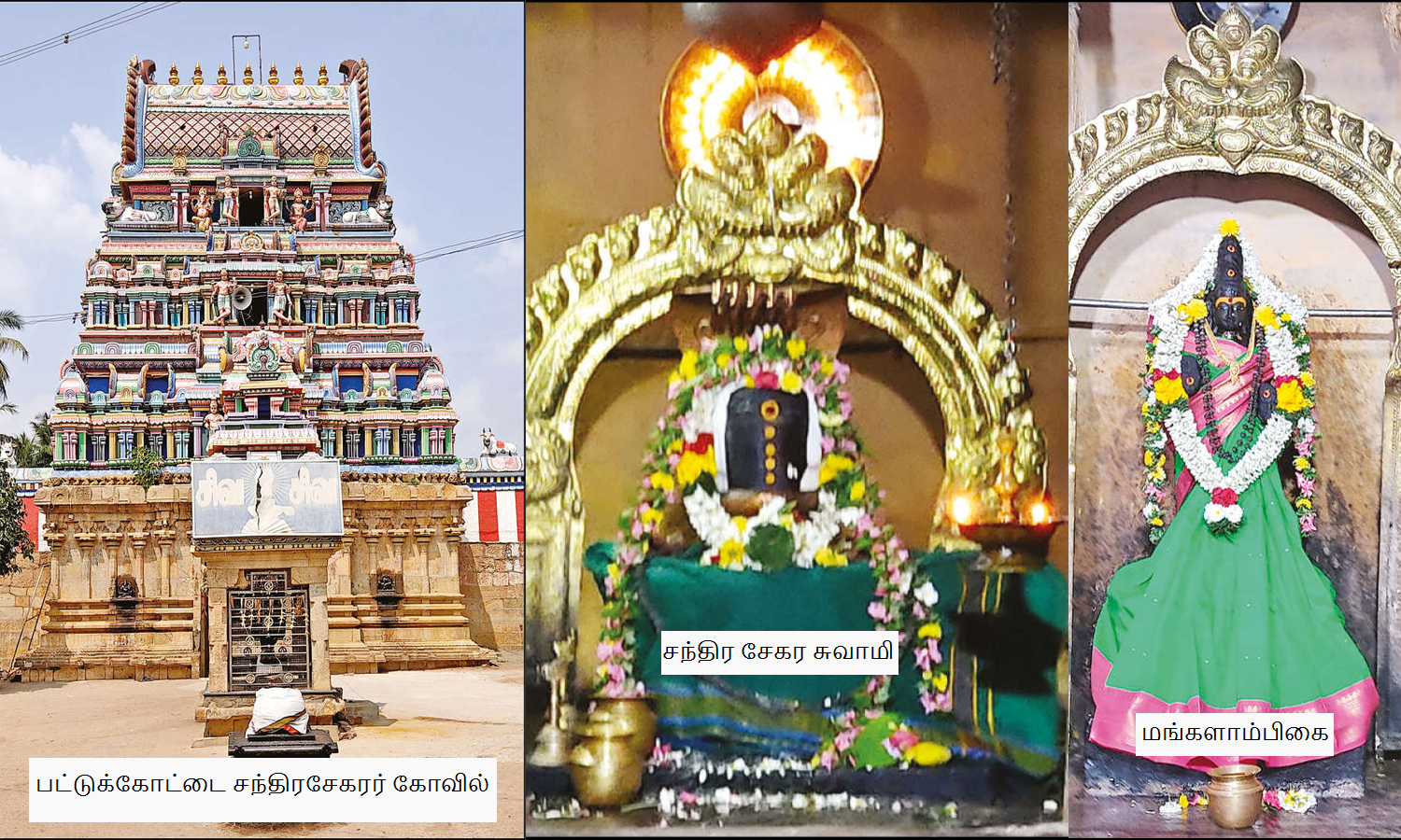 பட்டுக்கோட்டை மங்களாம்பிகா சமேத சந்திரசேகரர் திருக்கோவில் ...