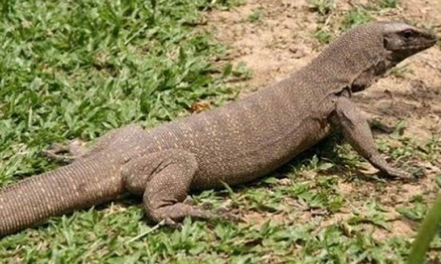 கூடலூர் அருகே ராட்சத உடும்பு நடமாட்டம் | Giant Udumbu movement near Kudalur