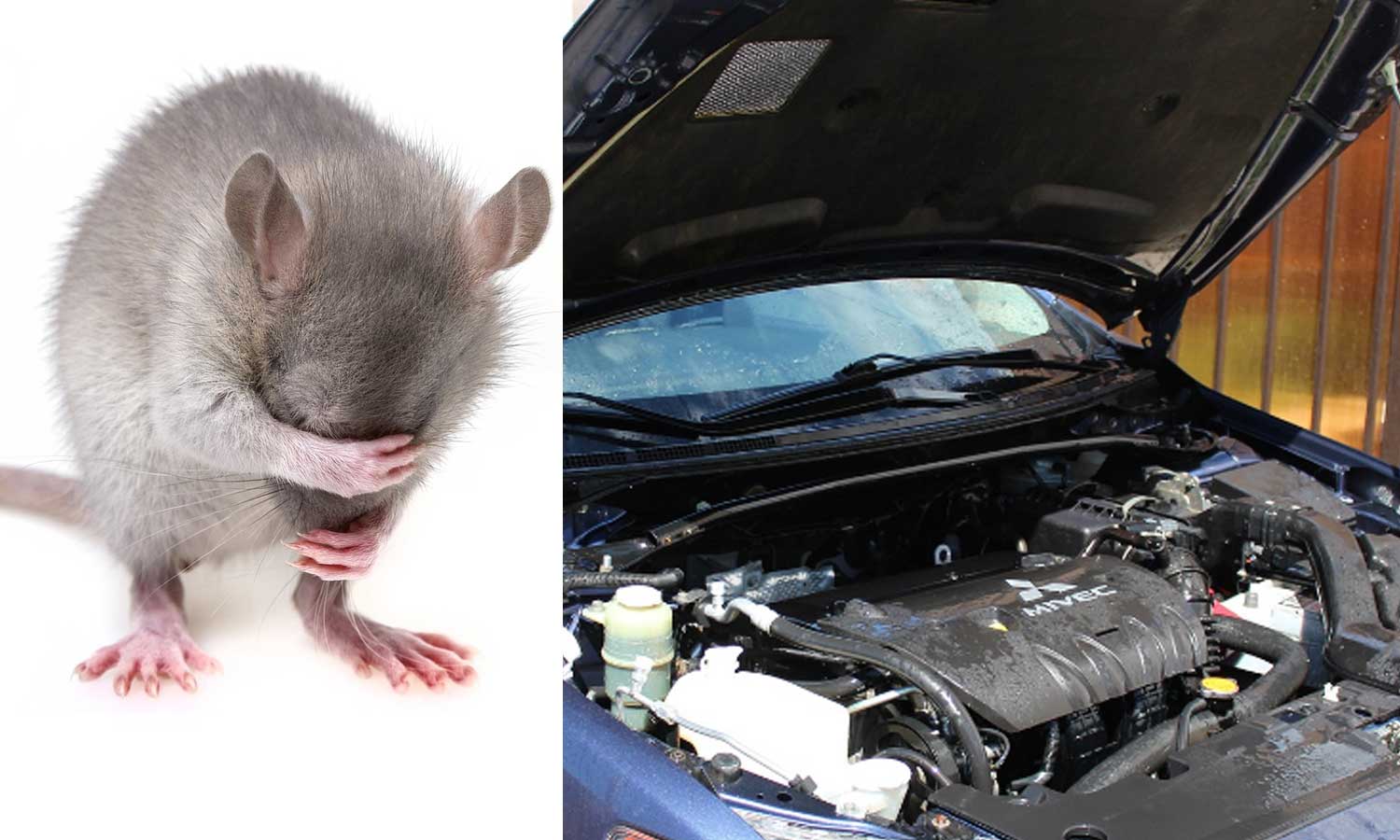 கார்களில் எலி வராமல் இருக்க இதை மட்டும் செய்தால் போதும்! | How To Keep ...