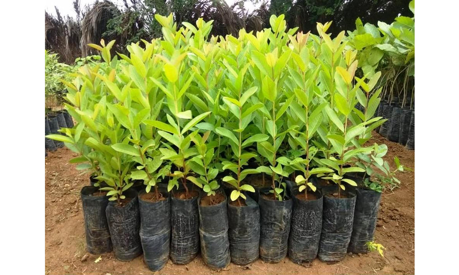 கிருஷ்ணகிரி நகராட்சி சார்பில் 100 மரக்கன்றுகள் நடும் விழா | 100 ...