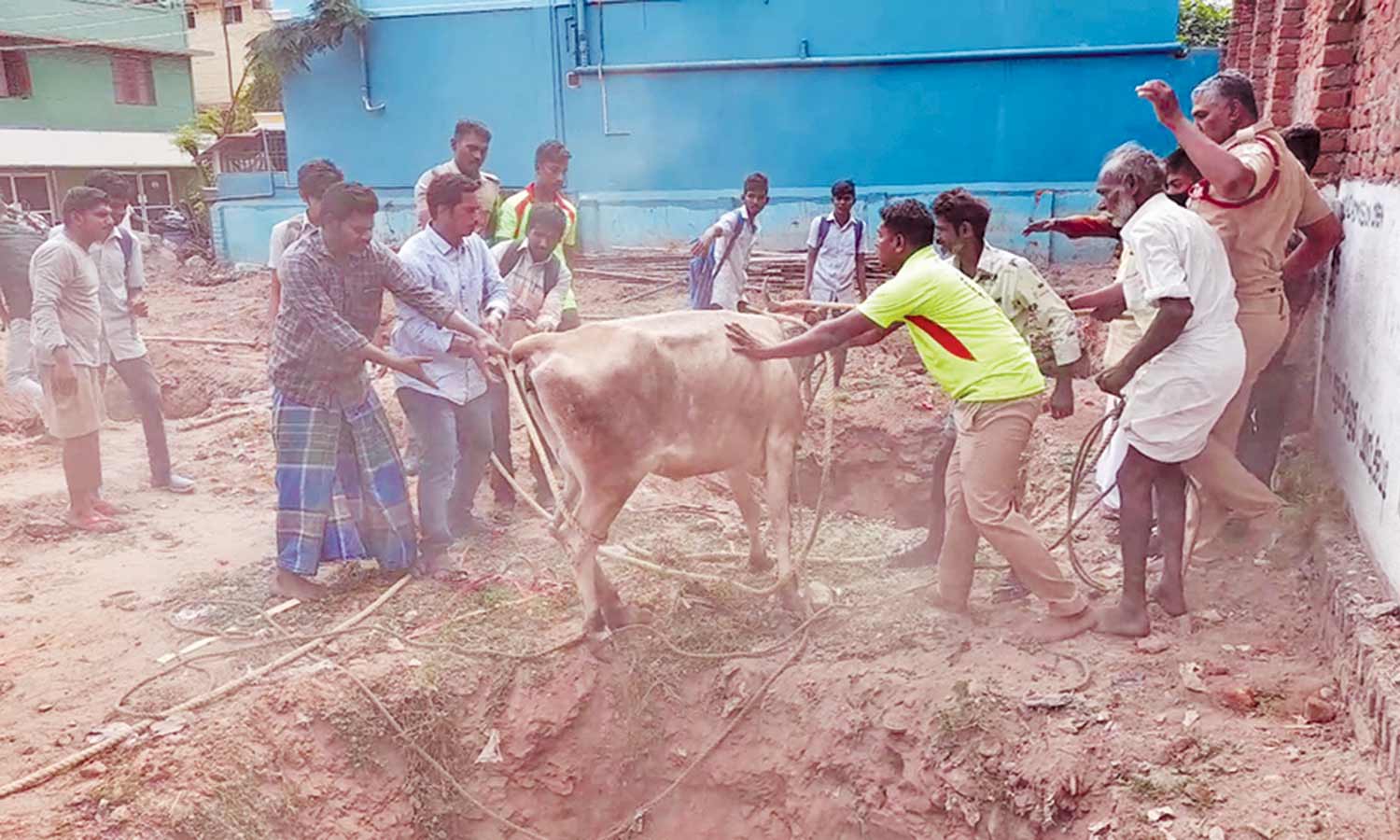 பள்ளத்தில் விழுந்த பசுமாட்டை பத்திரமாக மீட்ட தீயணைப்பு வீரர்கள் ...