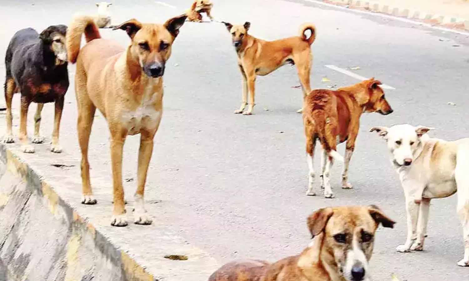 ஆடு, மாடுகளை கடித்து குதறும் நாய்களை பிடிக்க வேண்டும் - உடுமலை ...