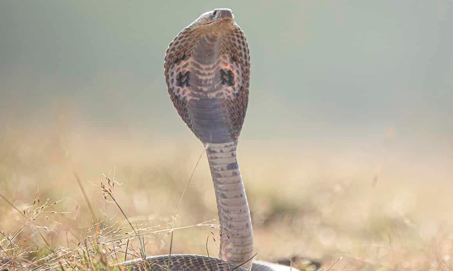 கழுமங்கலம் கோவிலில் பாம்பு | Ariyalur News : Snake in Kalumangalam temple
