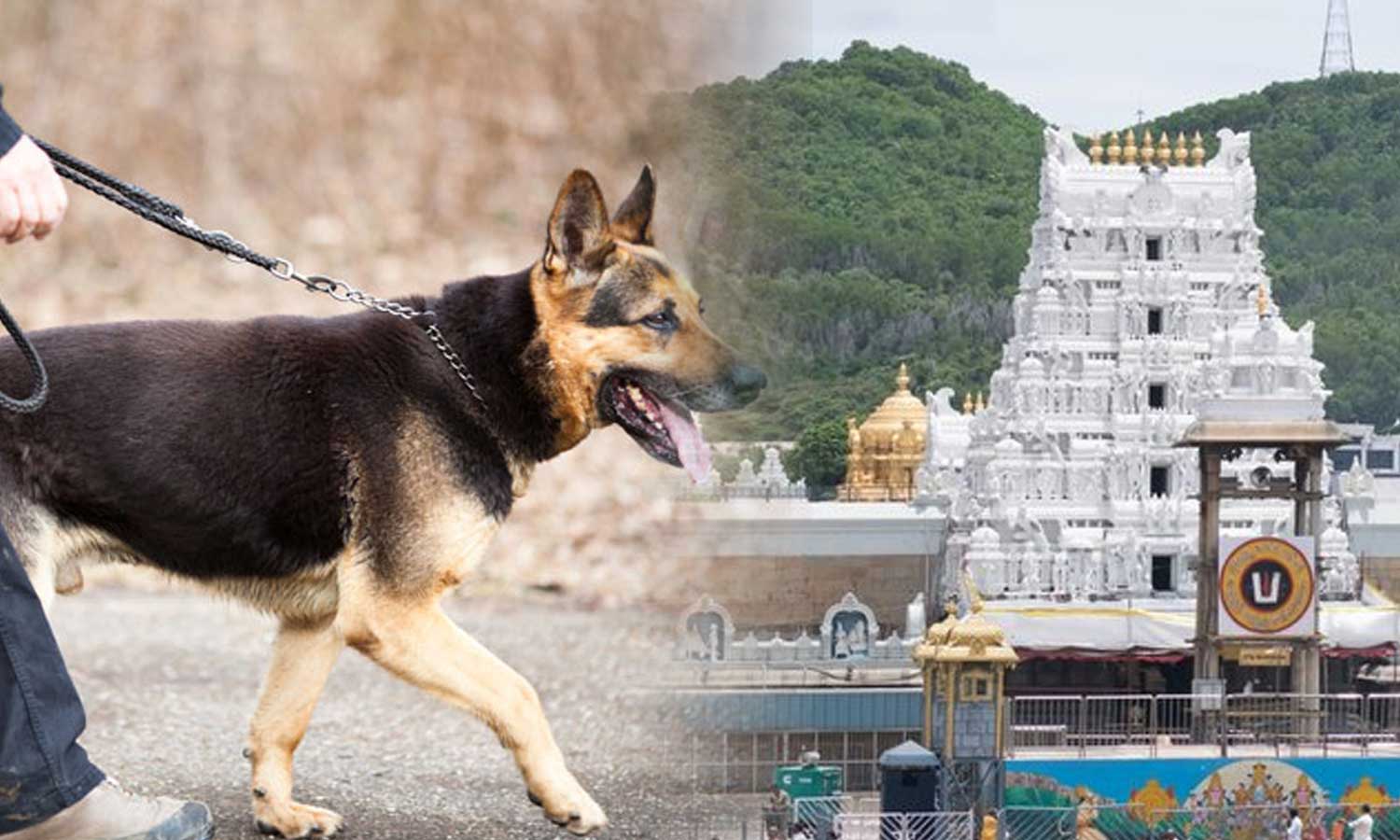 திருப்பதி ஏழுமலையான் கோவிலுக்கு நாயுடன் வந்த பக்தர்கள்- தரிசனம் செய்ய ...