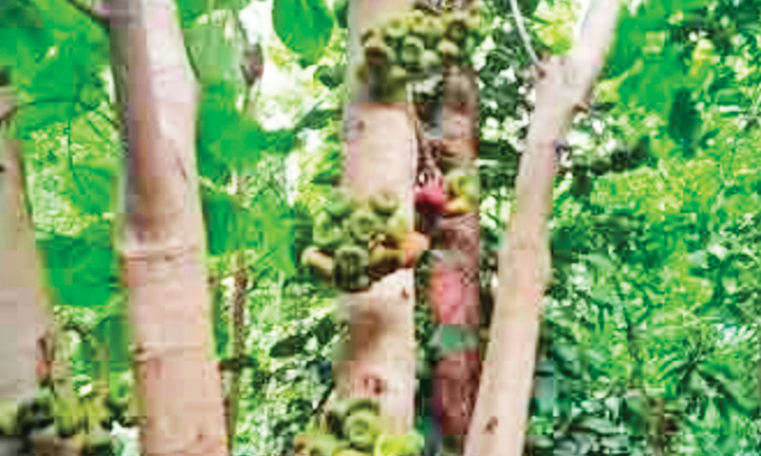 ஏற்காட்டில் மருத்துவ குணம் மிகுந்த அத்திப்பழம் விளைச்சல் அதிகரிப்பு ...